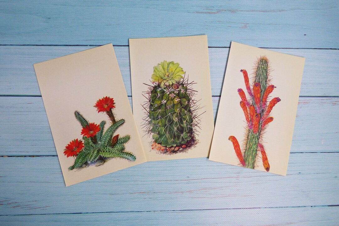 48 Cacti Pictures Vintage Cacti Drawings Cactus Prints 48 Cacti Book ...