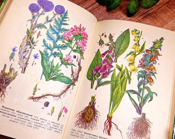Illustrated Book of Herbs & Spices. Culinary and Medicinal Aspects of ...