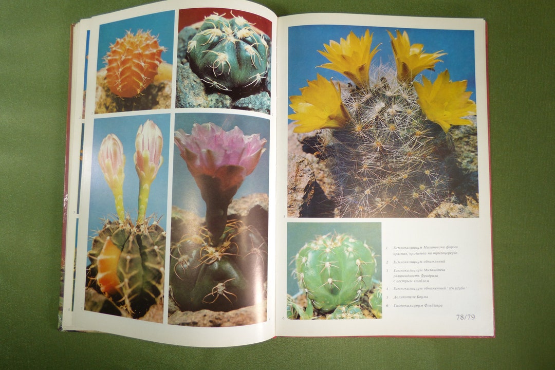 Vintage Cacti Book Botanical Book Cactus Botanical Book Flower Book ...