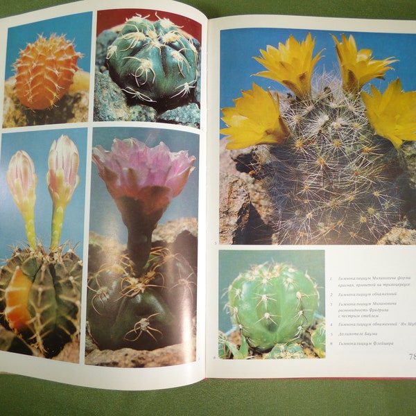 Cactus Photo - Etsy