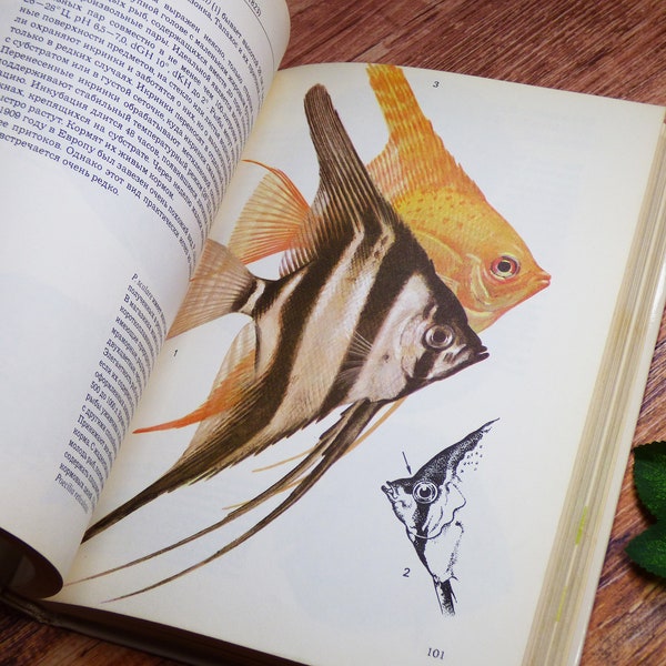 Tropical Fish - Etsy
