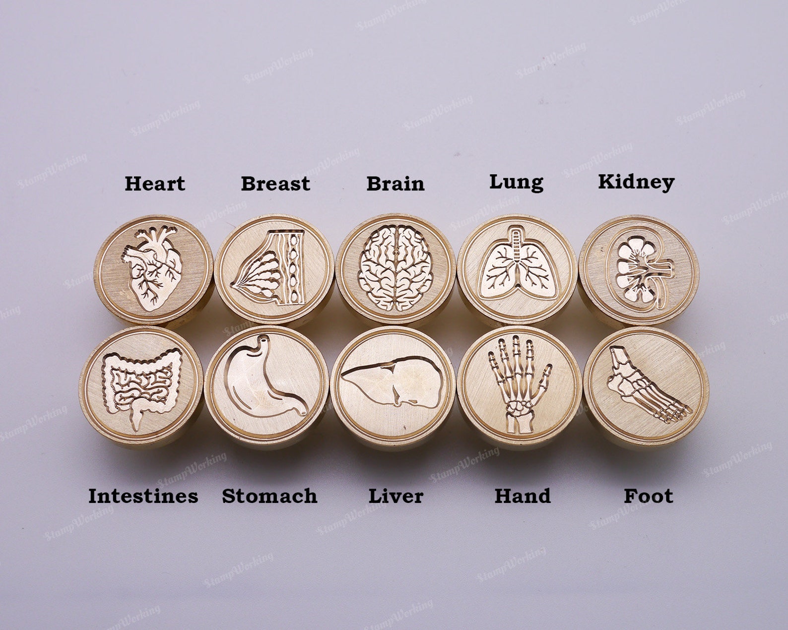 Anatomical Human Body Organ Wax Seal Stamp - Popular Health Care ...