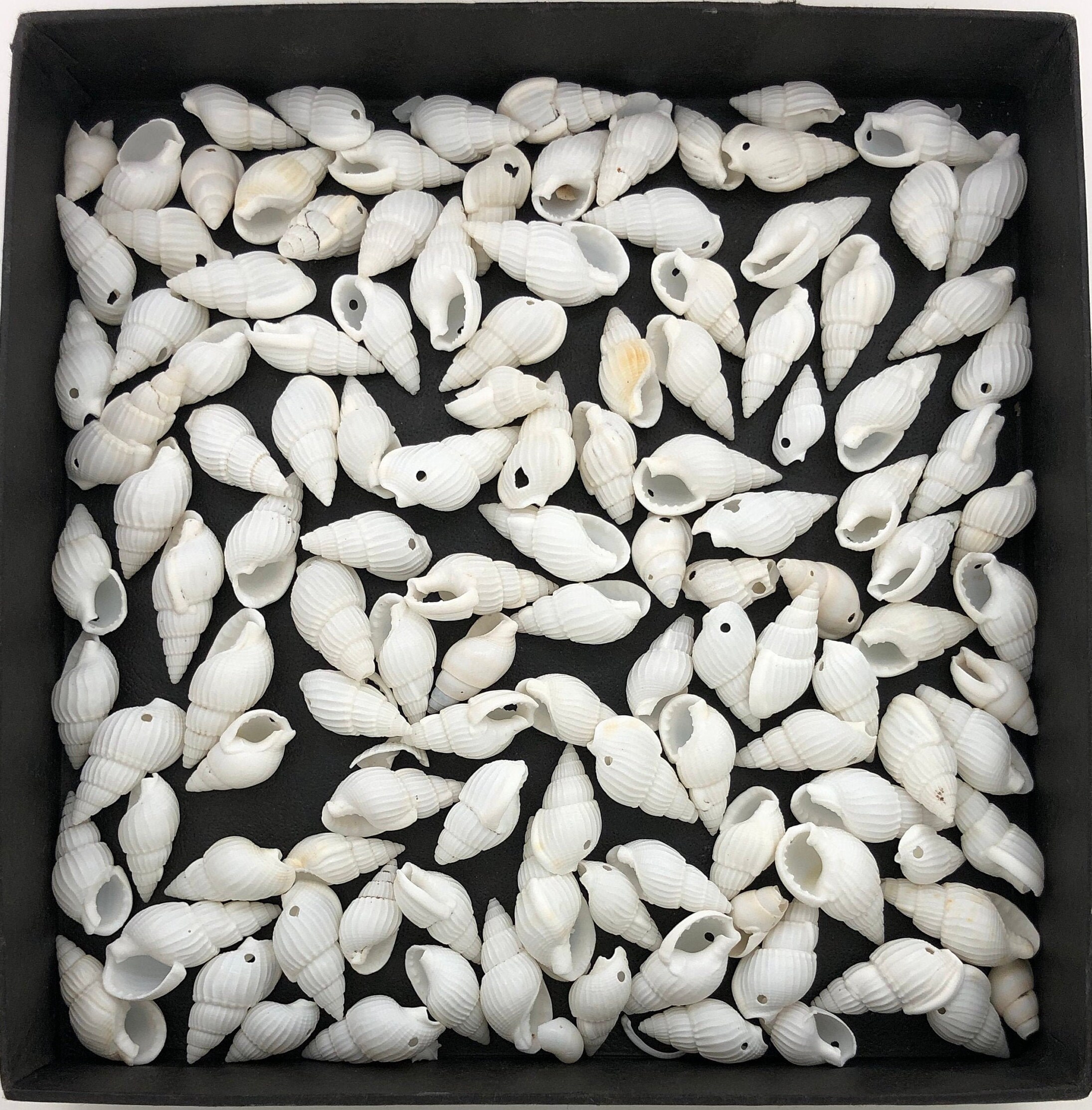 Mussel Pearl 10 Pieces Pendant Natural White Screw Shell | Etsy