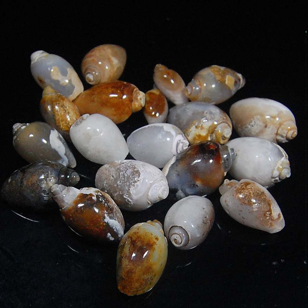 Natural Conch Shell/conch Druzy Gemstone Cabochon Snail Shell Druzy ...