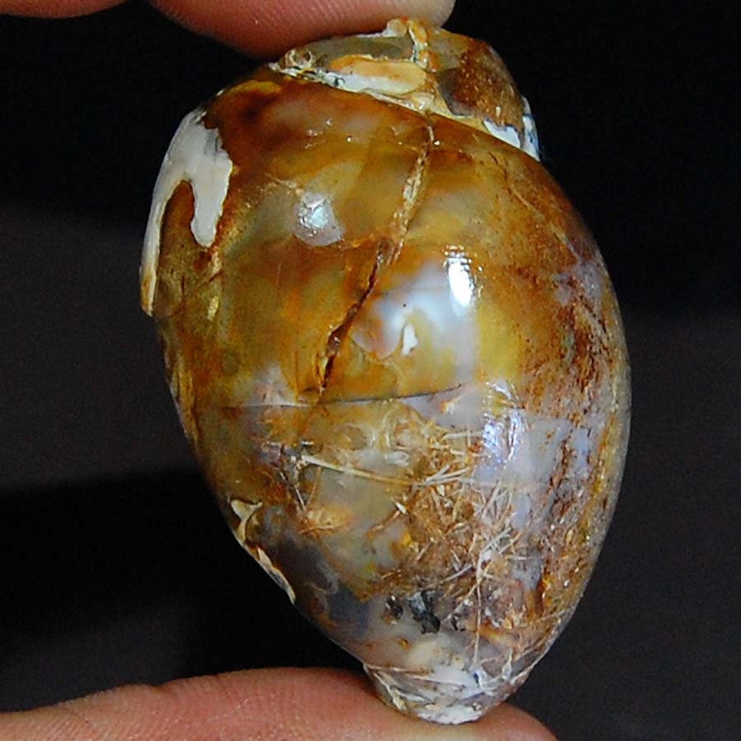 Natural Shell, Sea Shell, Finding Jewelry Cabochons Natural Rare Fossil ...