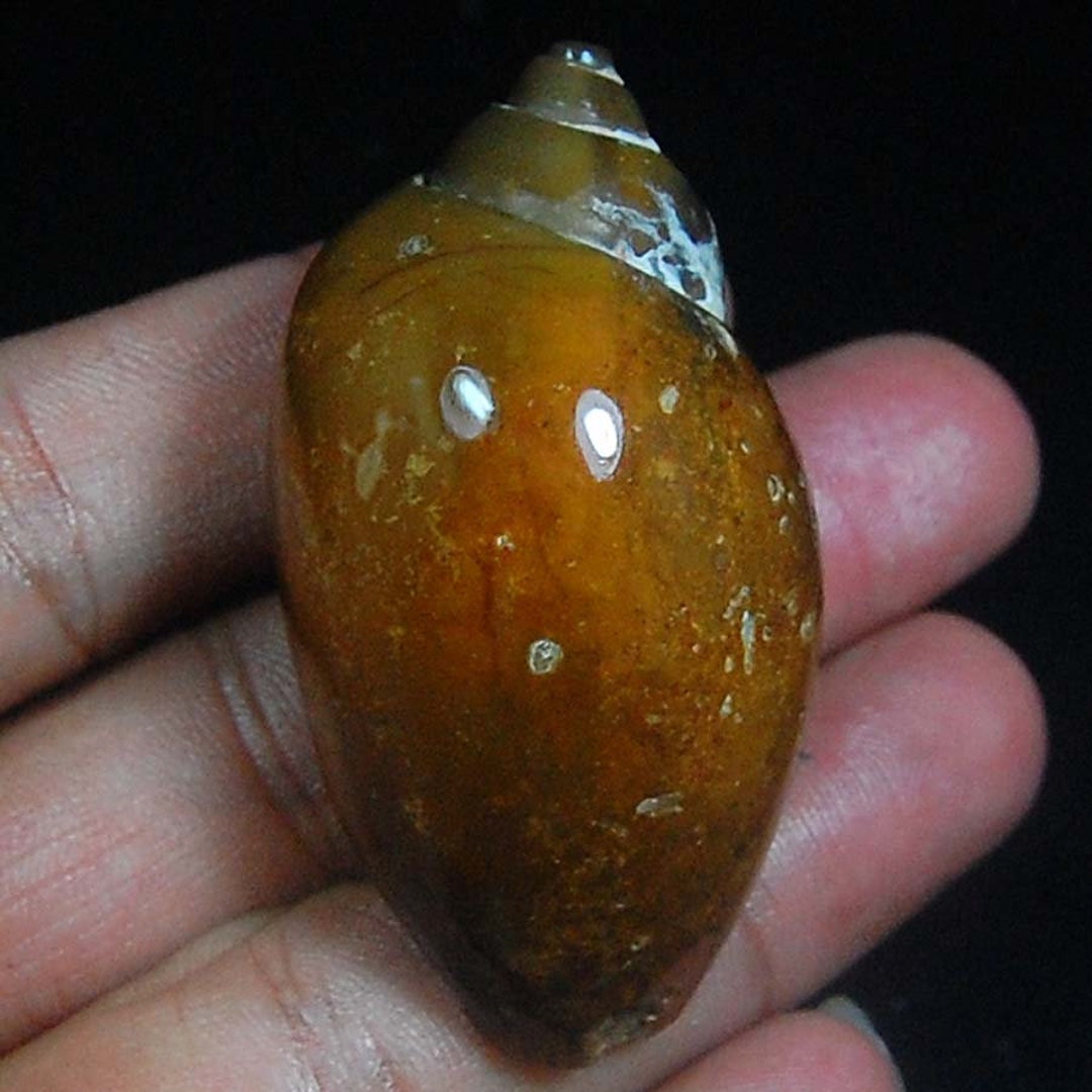 Natural Conch Shell/conch Druzy Gemstone Cabochon Snail - Etsy Hong Kong