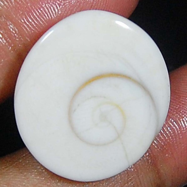 Operculum Shell - Etsy