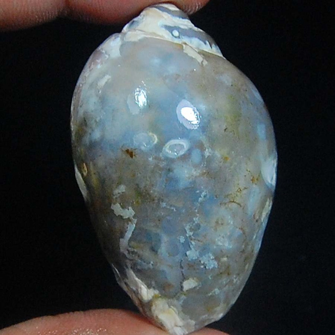 100% Natural Fossil Snail Druzy Agate Beautiful Fossil Snail Druzy ...