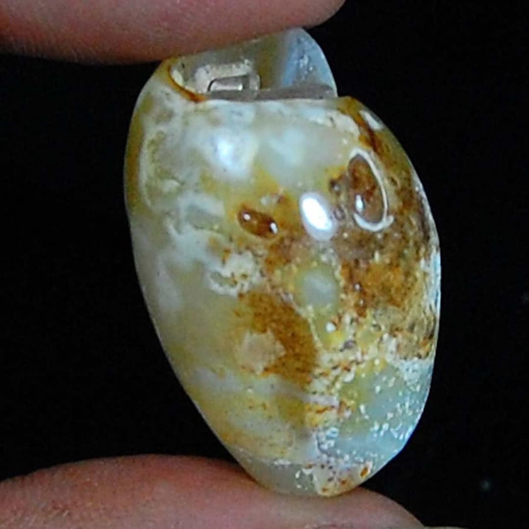 Natural Shell, Sea Shell, Finding Jewelry Cabochons Natural Rare Fossil ...