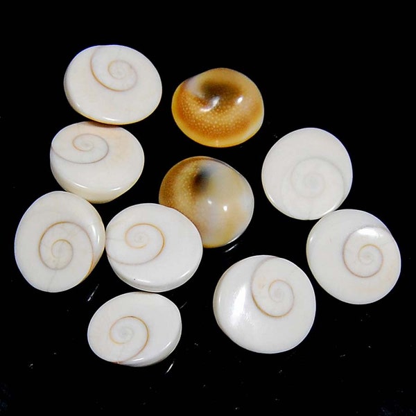 Operculum Shell - Etsy