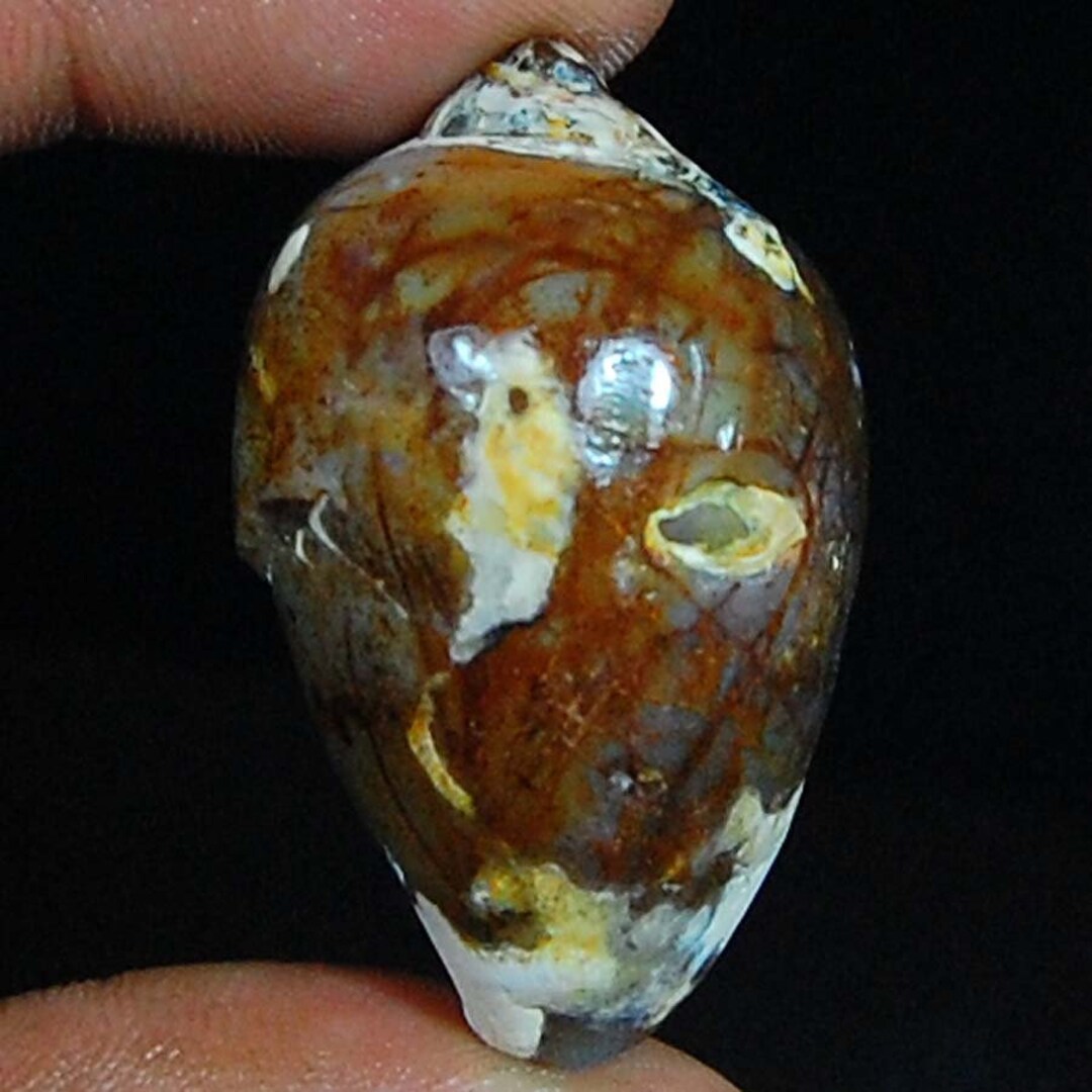 Crystallized Shells for Wire Wrapping, Druzy Shell Lot, Agatized Snail ...