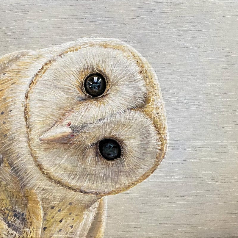 Original Painting Barn Owl - Etsy