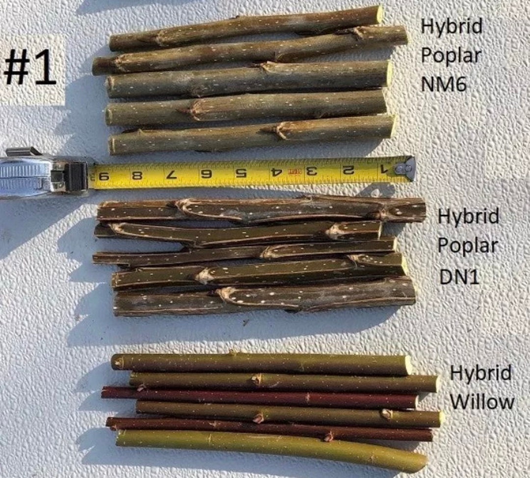 Hybrid Poplar Cuttings: NM6, DN1 Clones - Etsy
