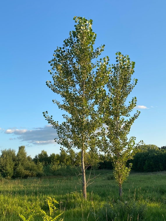 Hybrid Poplar Tree