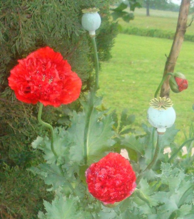 Red Poppy Seed Packets - Etsy
