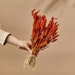 Burnt Orange Oats / Dried Avena Oats / Dried Flowers Bulk / Dried ...