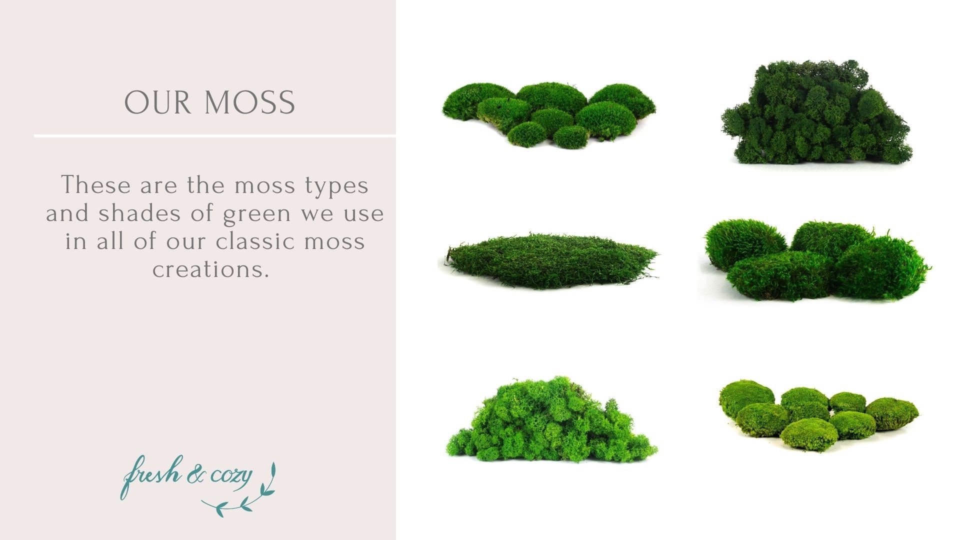 Moss Wall Art Size 24x24 Classic Green Wall Plant Wall Preserved Moss ...