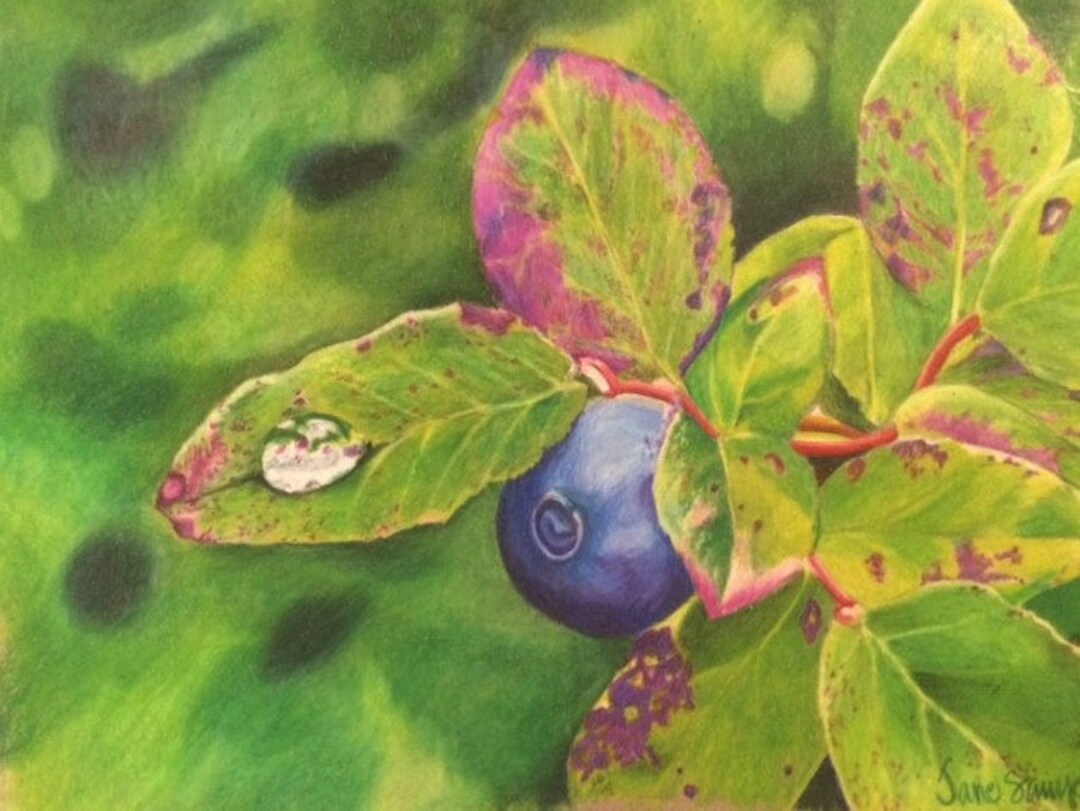 Blueberry Colored Pencil, Nature, Botanical Original Art - Etsy