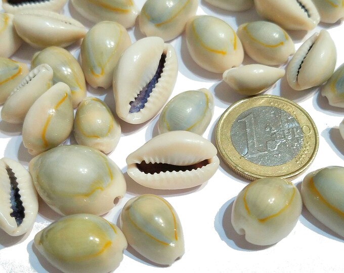 25 Kauri Snails UNDRILLED Kauri Shell Cypraea Annulus 15-22 Mm - Etsy