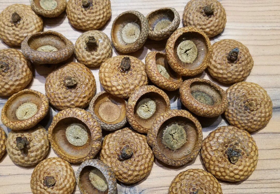 30 Beautiful Large Acorn Hats Acorn Caps Natural Acorn Hats - Etsy
