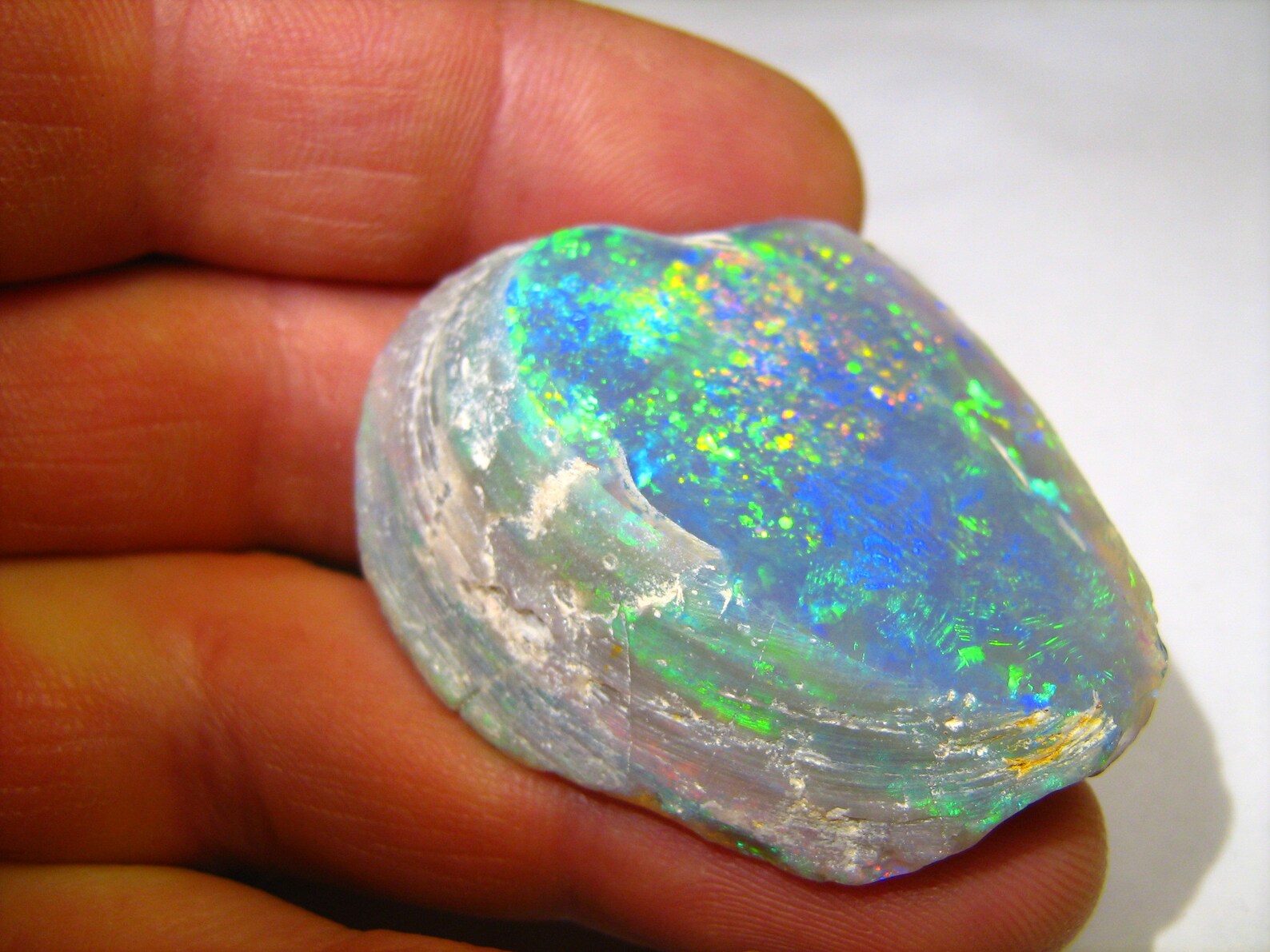 HUGE 95.7ct RARE Museum Quality Australian Opal Seashell | Etsy