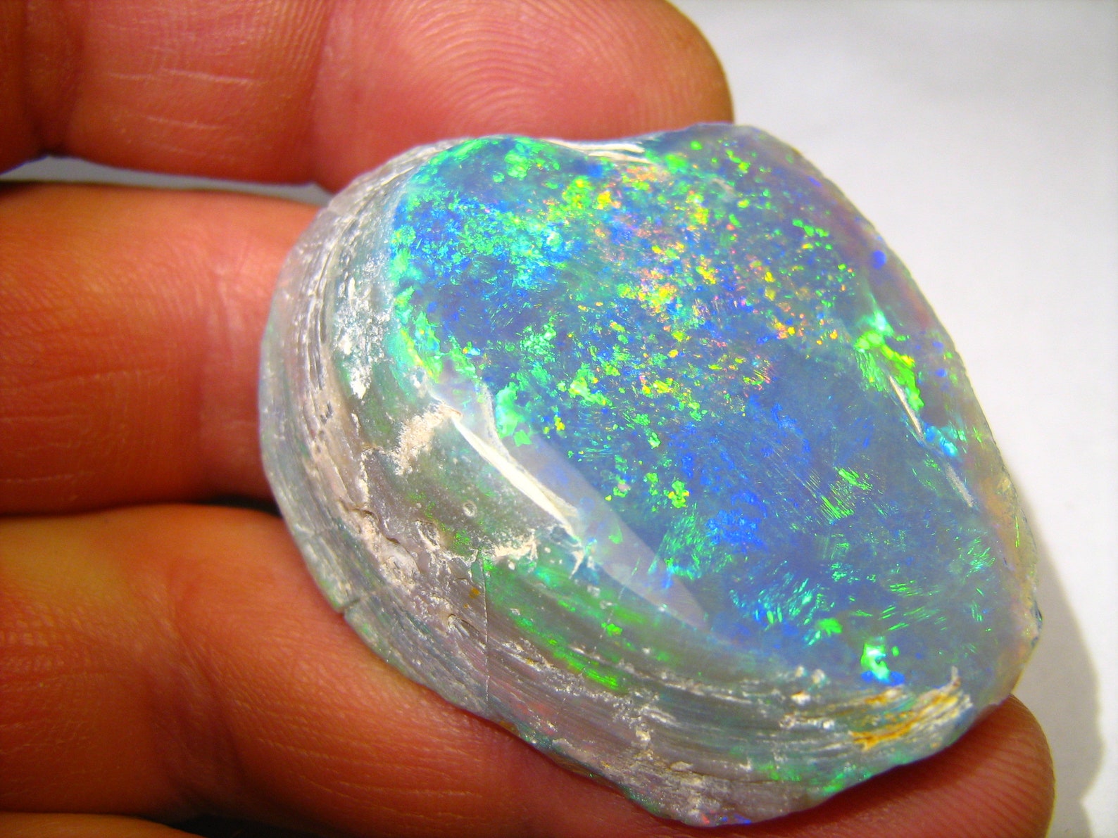 HUGE 95.7ct RARE Museum Quality Australian Opal Seashell - Etsy Canada