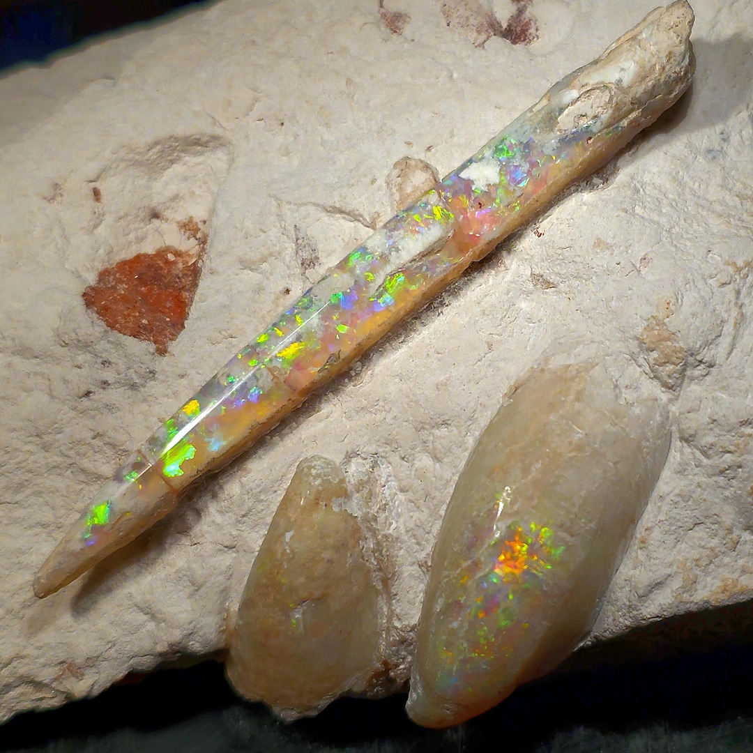 RARE Opalised Cretaceous Belemnite and Shell Specimen SLAB - Etsy