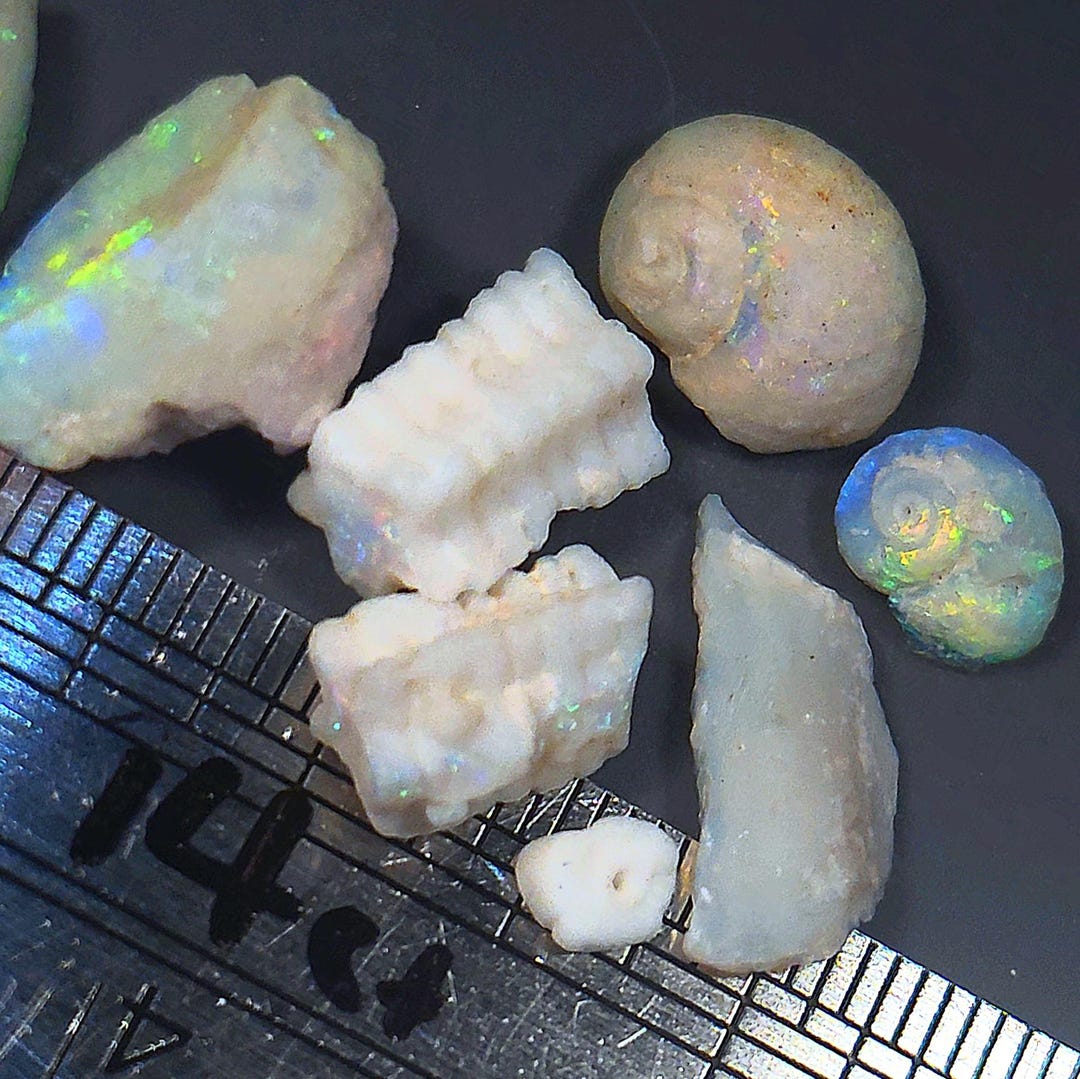 Rare Australian Opal Fossil Gastropod Crinoid Vertebrae Bone Shell ...