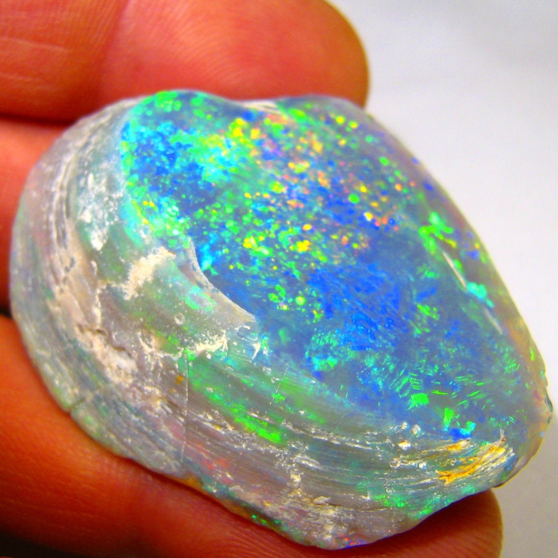 HUGE 95.7ct RARE Museum Quality Australian Opal Seashell - Etsy Canada