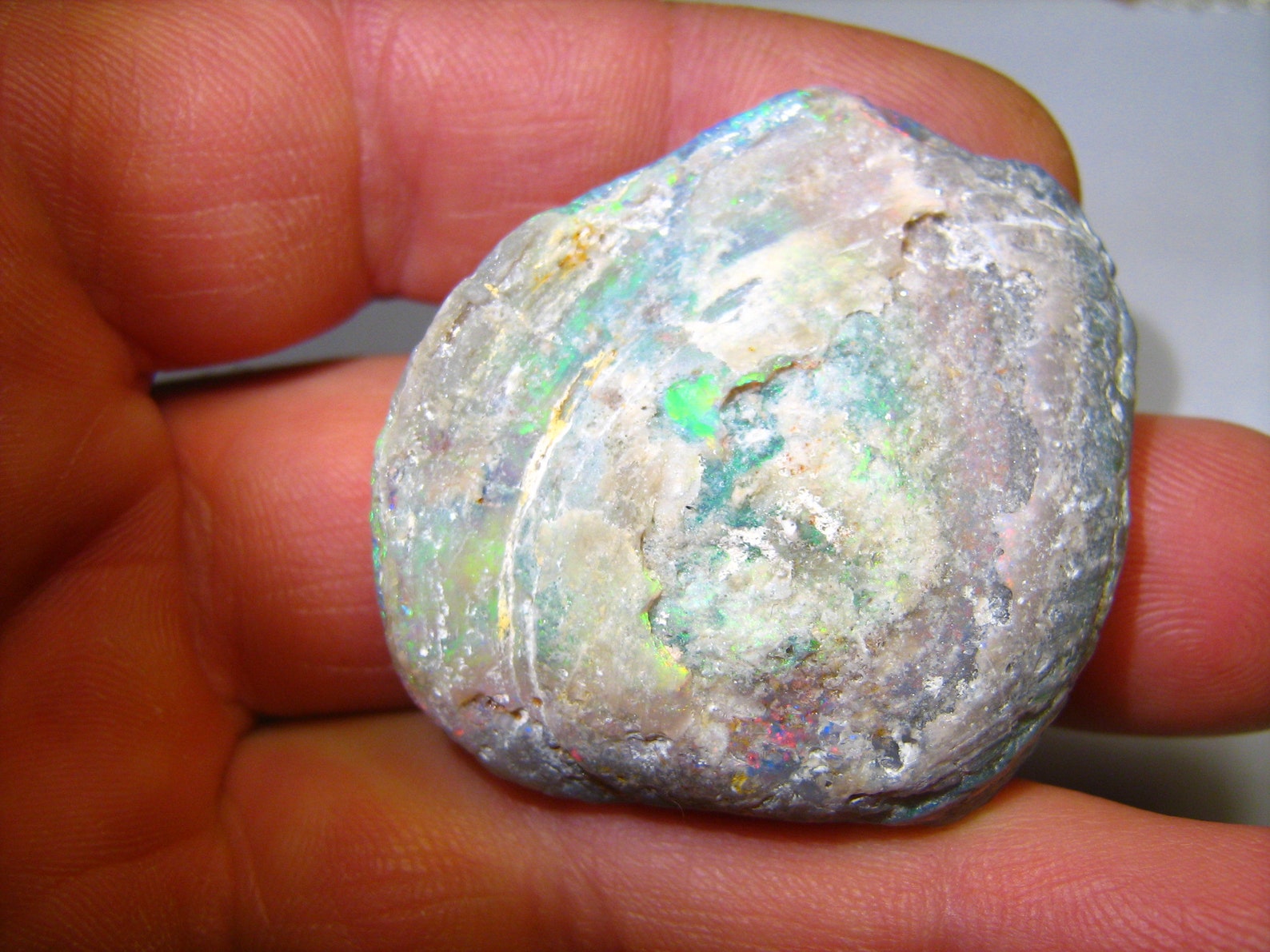 HUGE 95.7ct RARE Museum Quality Australian Opal Seashell | Etsy