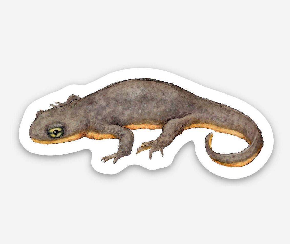Rough-skinned Newt Sticker - Etsy
