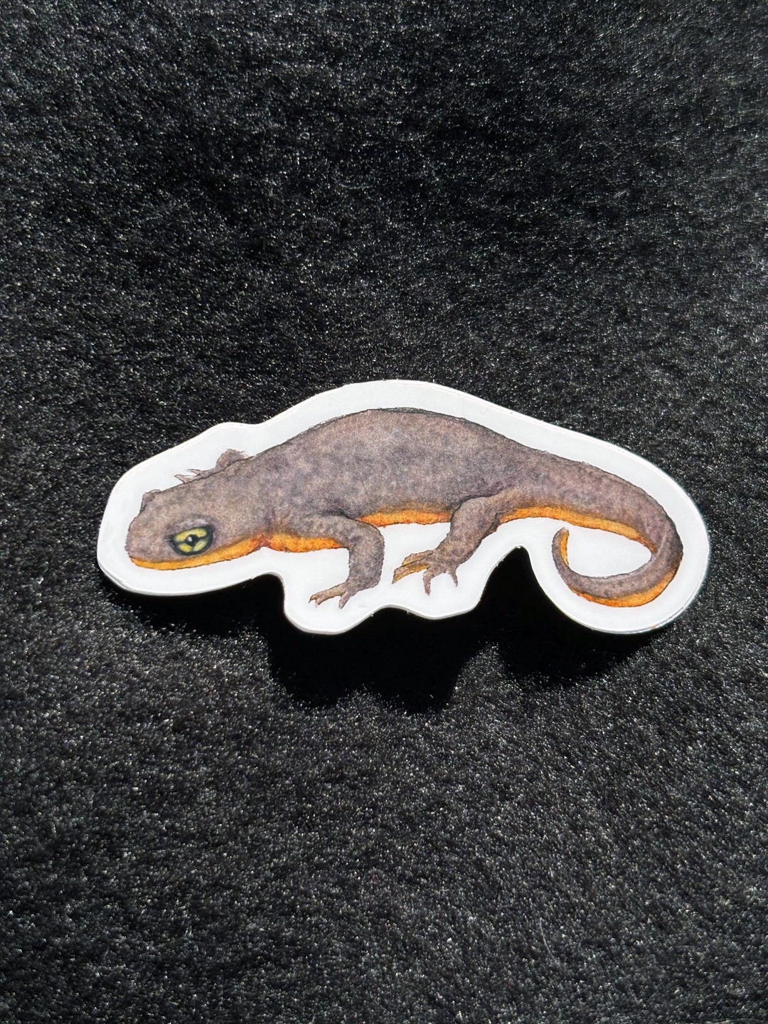 Rough-skinned Newt Sticker - Etsy