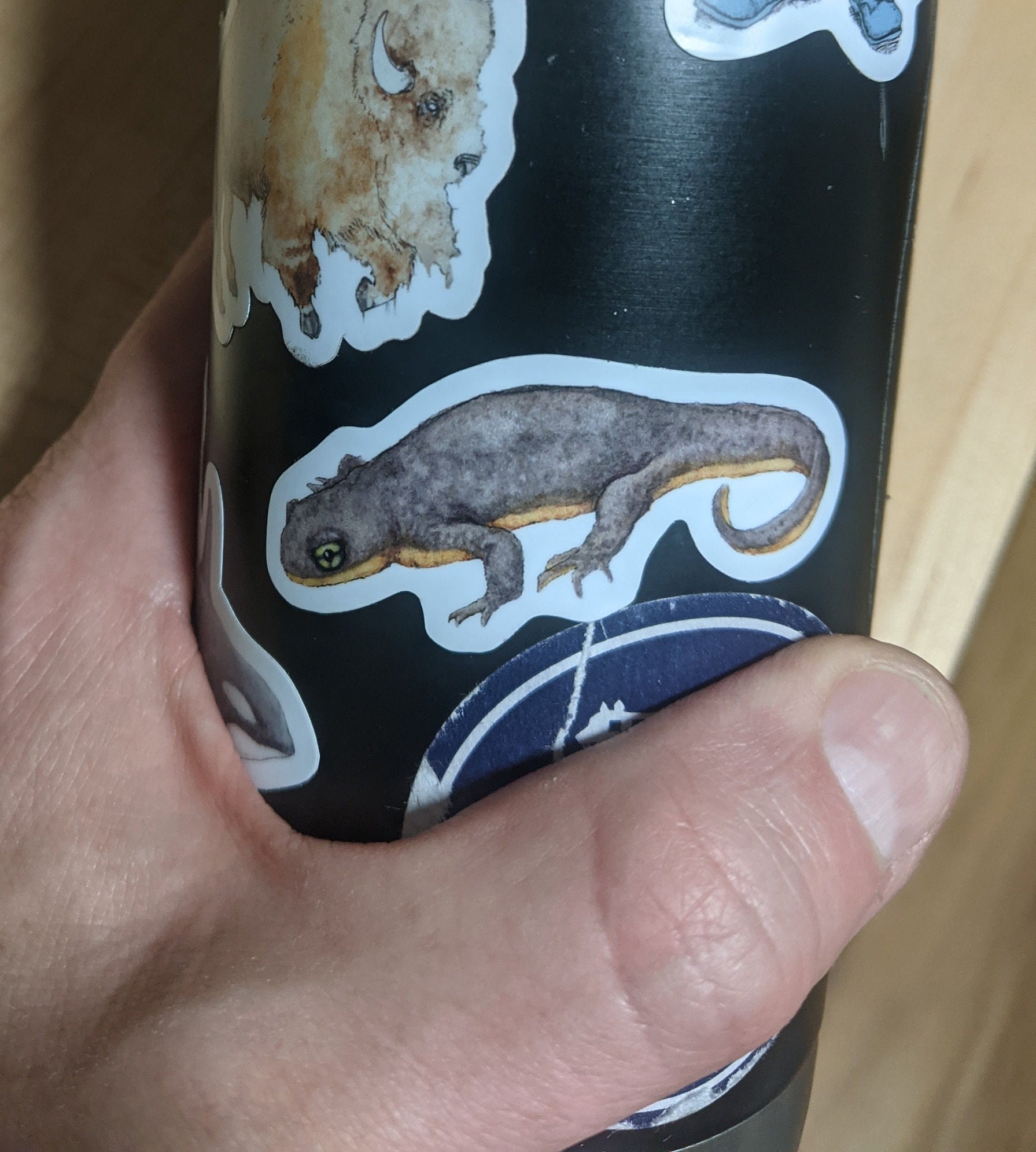 Rough-skinned Newt Sticker - Etsy