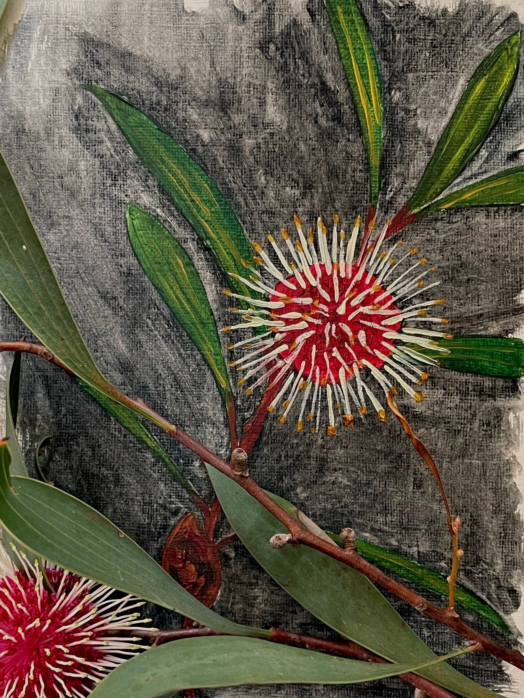 Pin Cushion Hakea Little Oil Painting A5 Print - Etsy.de