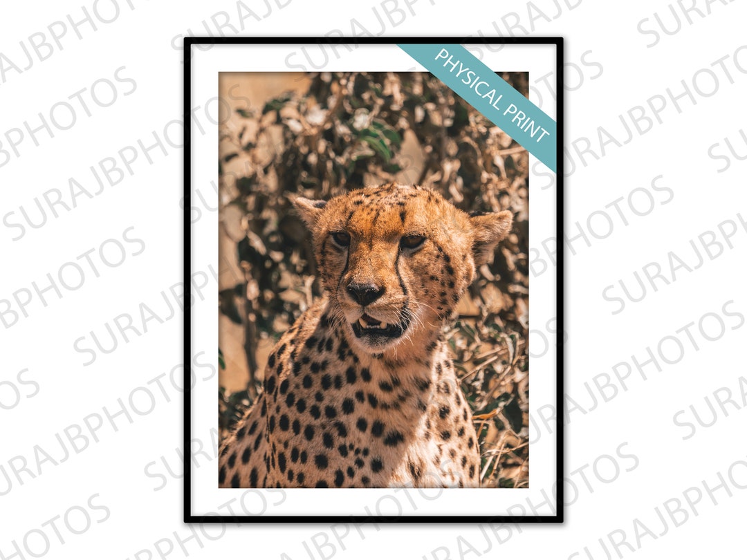 Cheetah Wall Art African Animals, Cheetah Printable, Safari, Large ...