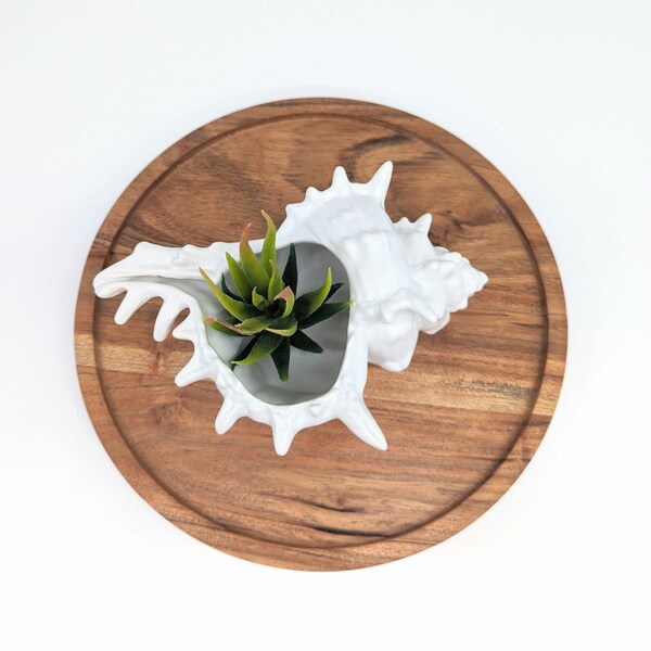 Conch Shell Planter - Etsy