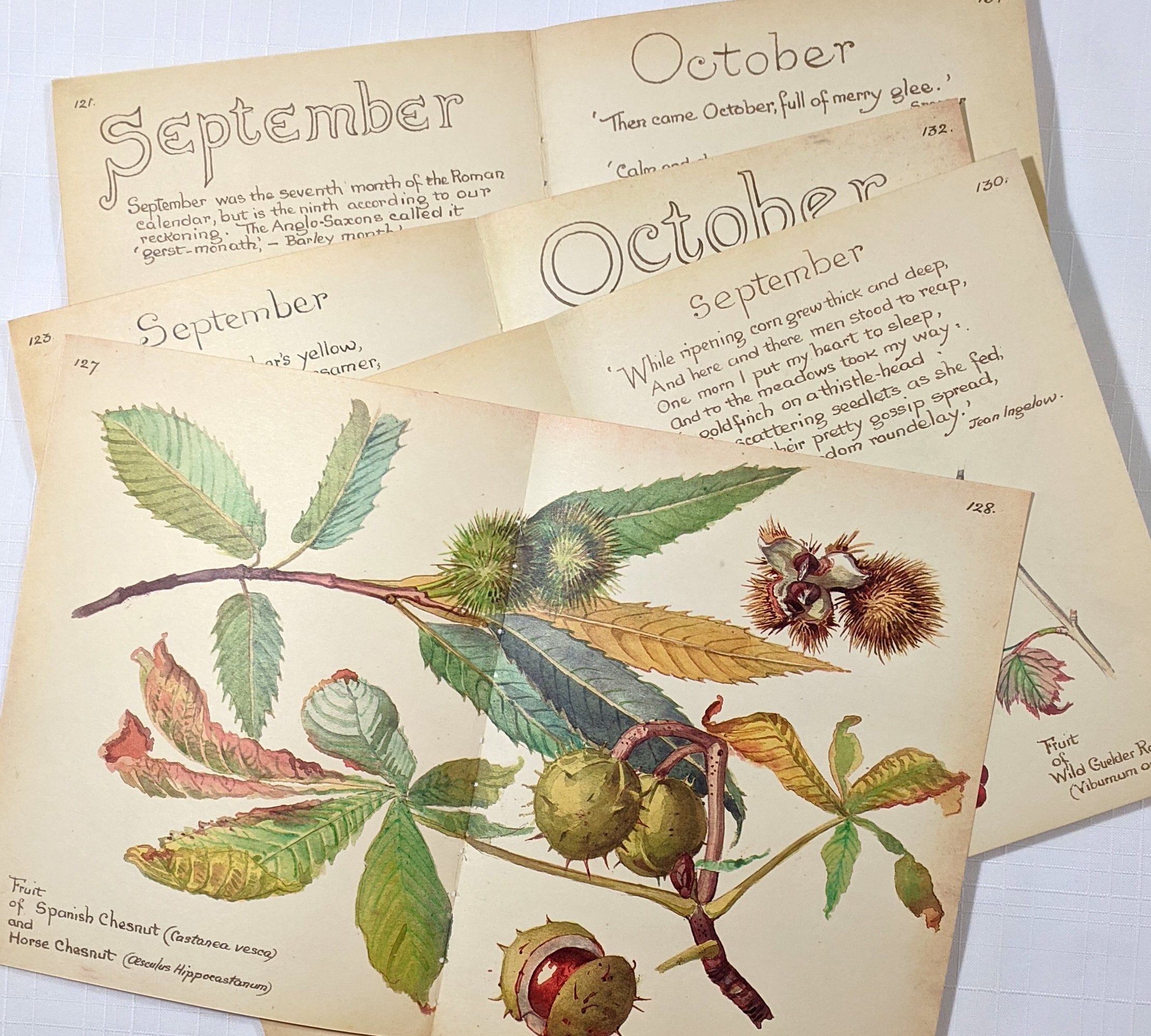 November Edith Holden Vintage Book Pages Pack The Country Diary of an ...