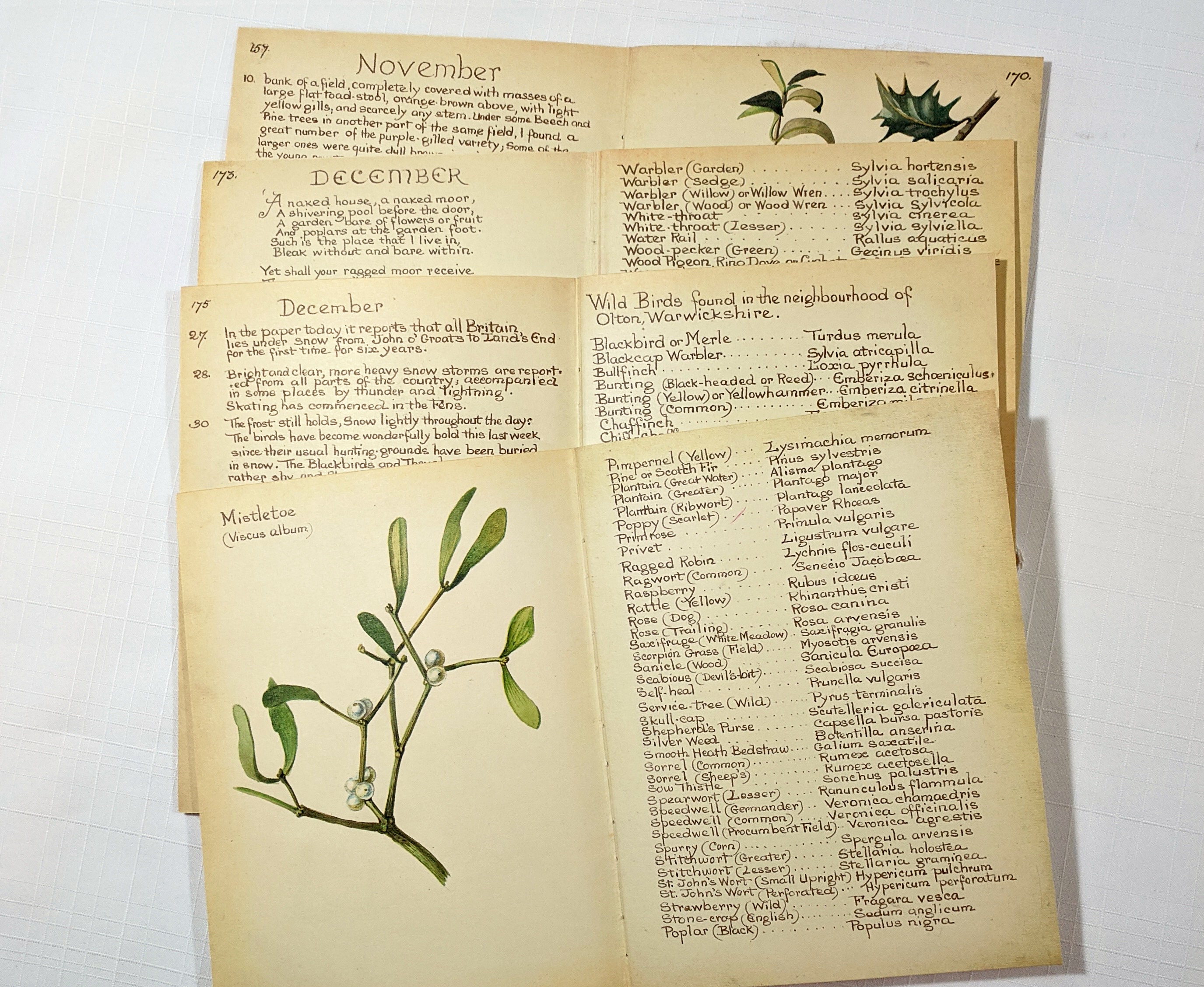 December Edith Holden Vintage Book Pages Pack the Country - Etsy