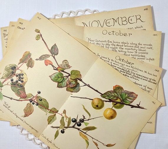 November Edith Holden Vintage Book Pages Pack The Country Diary of an ...