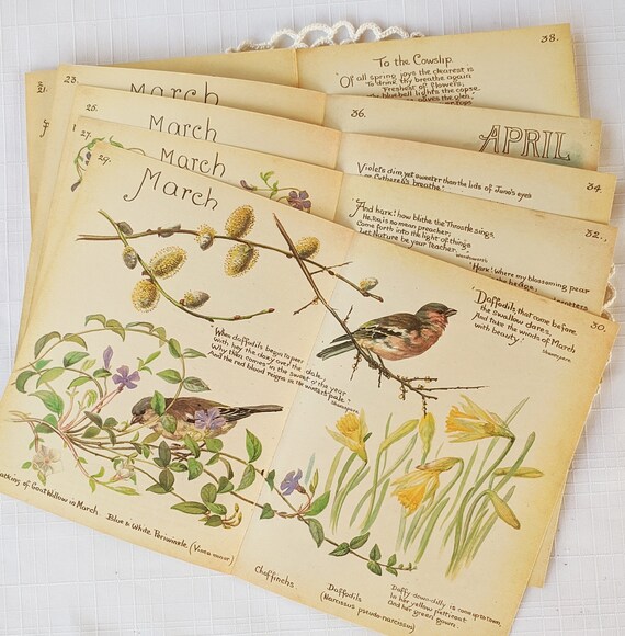 November Edith Holden Vintage Book Pages Pack The Country Diary of an ...