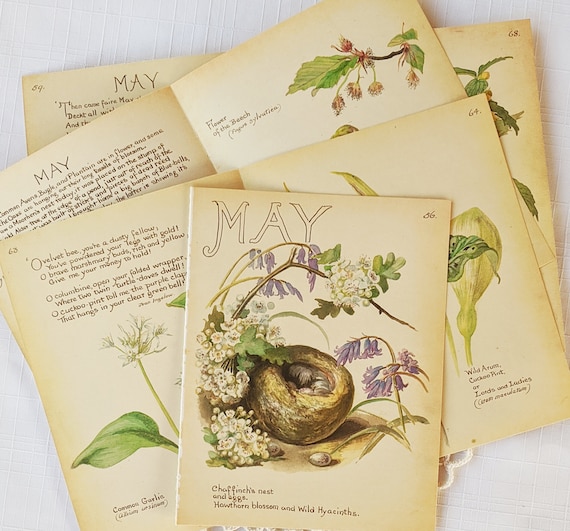 May Edith Holden Vintage Book Pages Pack the Country Diary of - Etsy