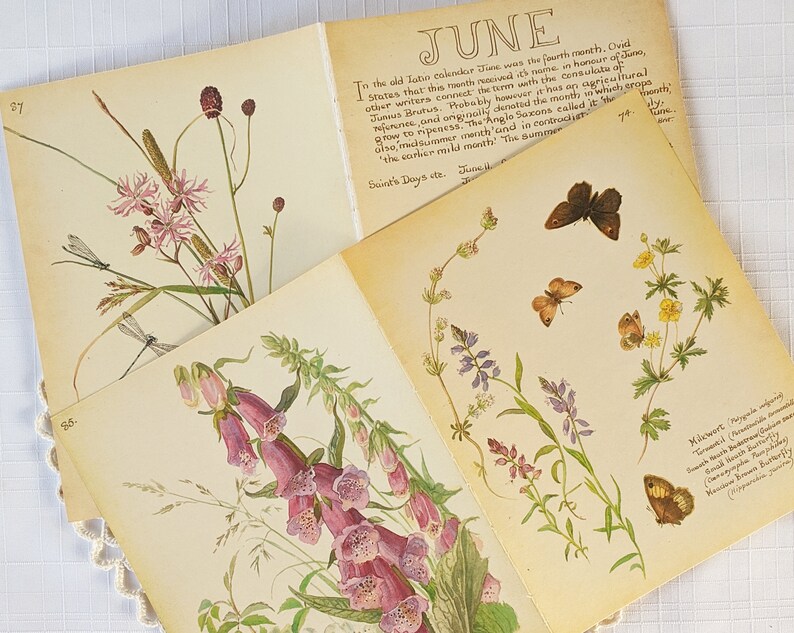 June Edith Holden Vintage Book Pages Pack the Country Diary of | Etsy