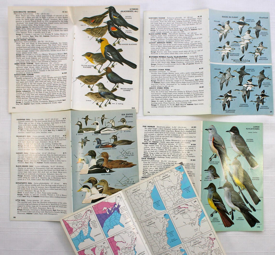 Vintage Eastern Birds Book Pages: Peterson's Ornithology Ephemera - Etsy