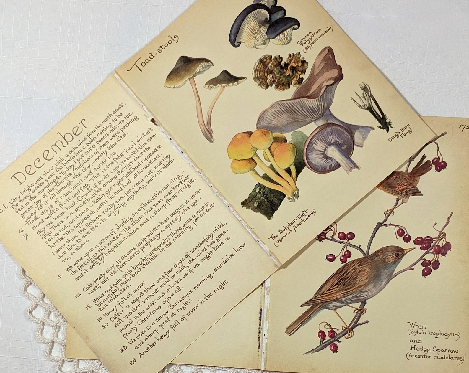 December Edith Holden Vintage Book Pages Pack the Country - Etsy