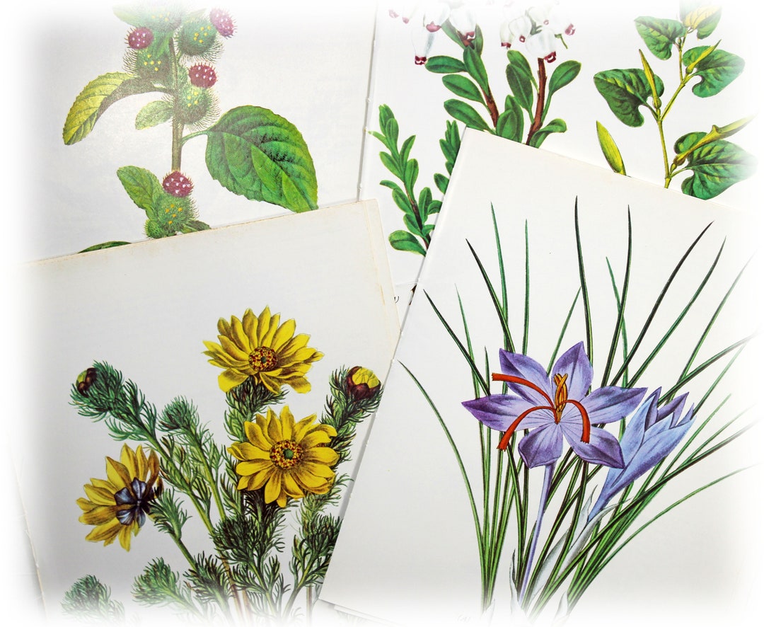 12 Vintage Wild Flower Book Pages Botanist Botanical Floral Ephemera ...