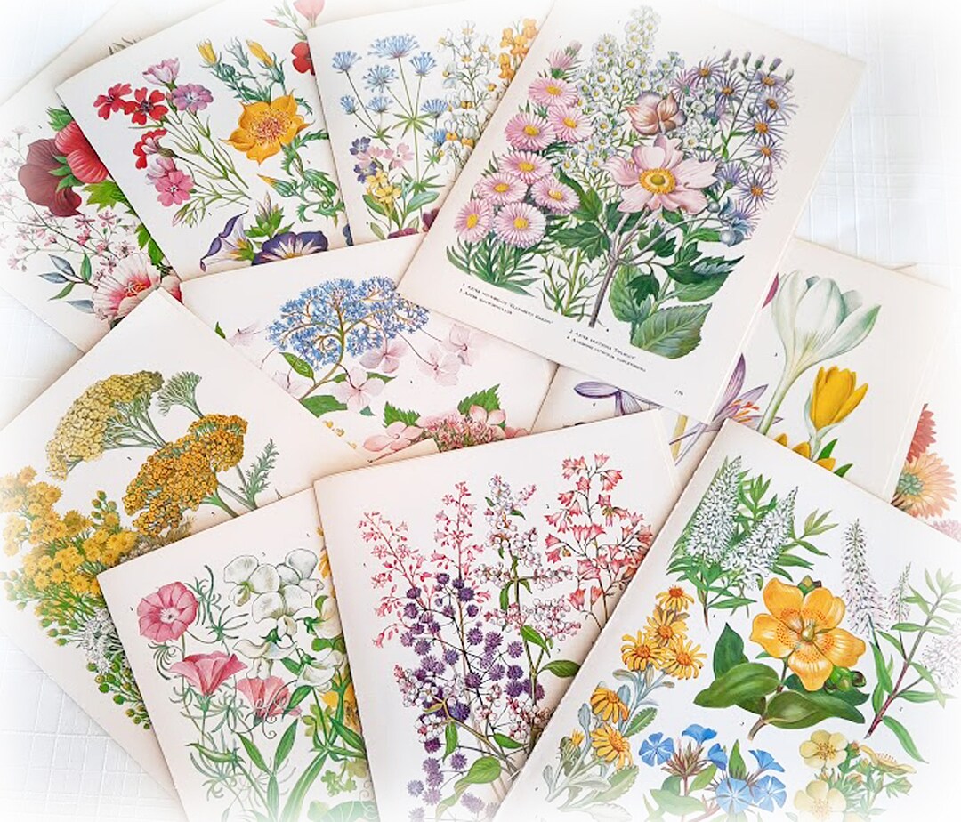 6 Vintage Garden Flower Book Pages Botanical Floral Ephemera Pack ...