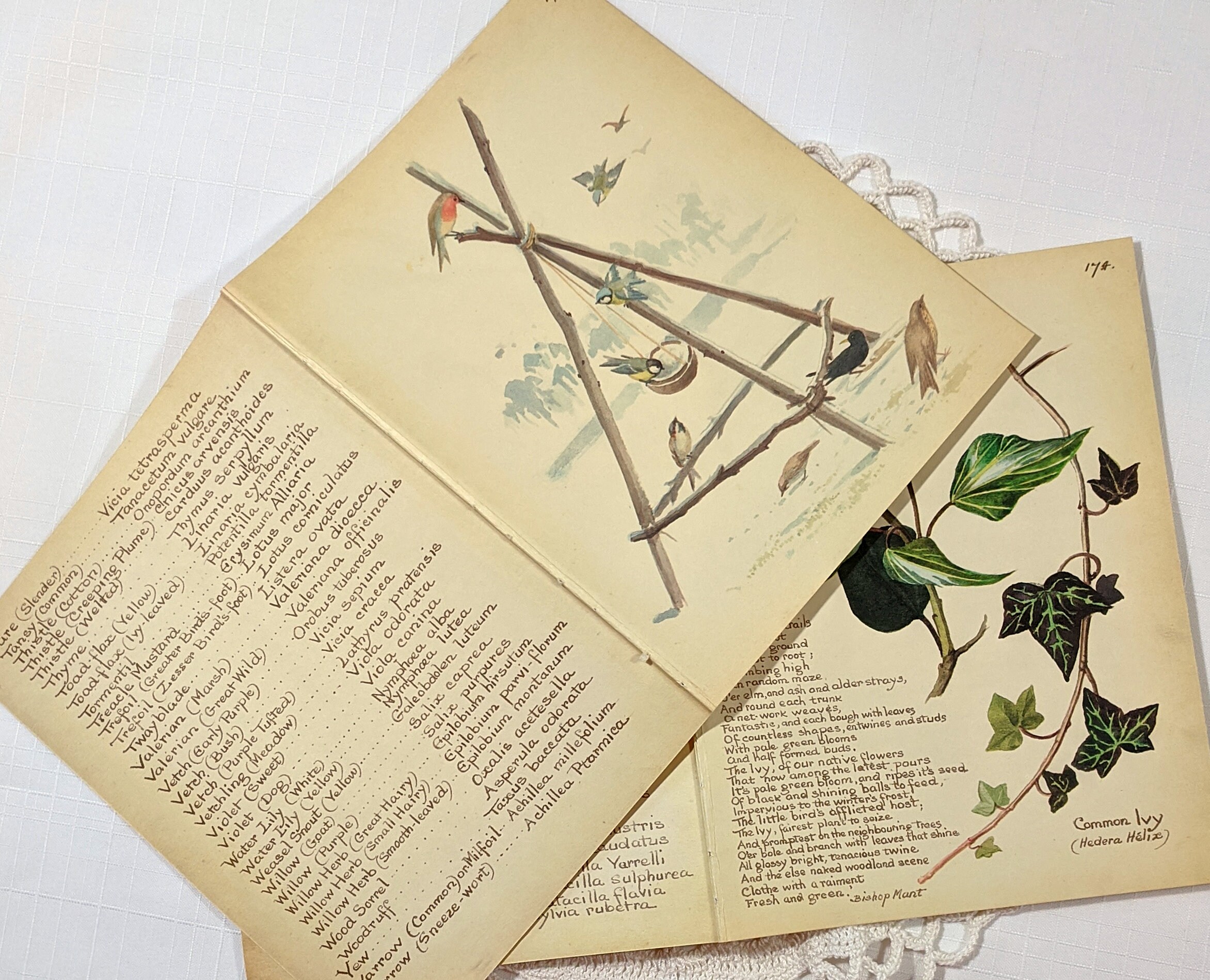December Edith Holden Vintage Book Pages Pack the Country - Etsy