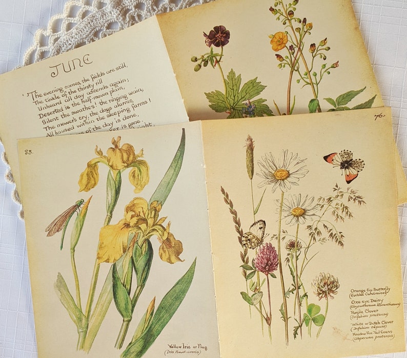 June Edith Holden Vintage Book Pages Pack the Country Diary of | Etsy