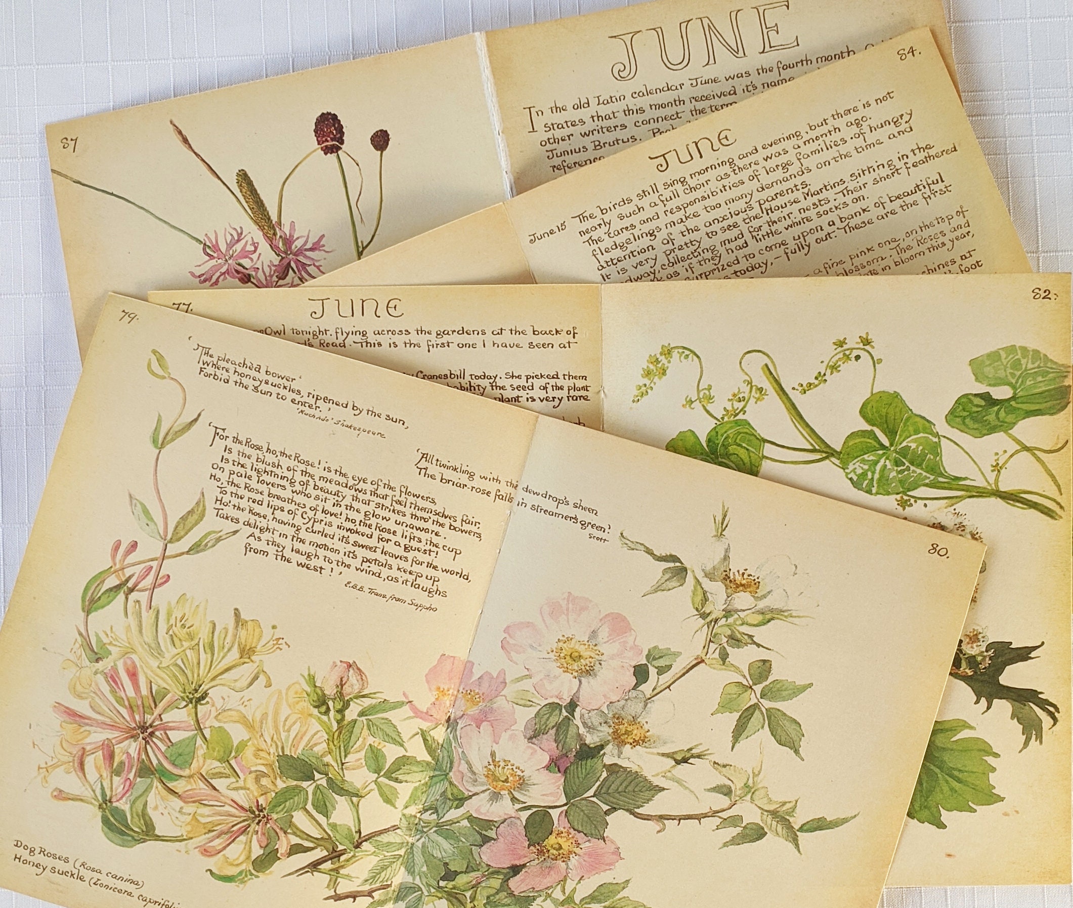 November Edith Holden Vintage Book Pages Pack The Country Diary of an ...