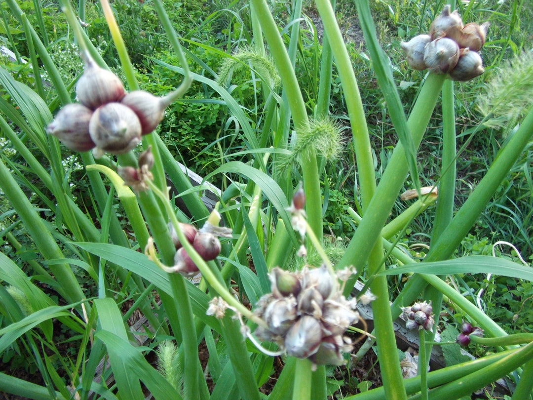 Egyptian Walking Onion Bulbs Perennial Spring Green Onion Variety Self ...